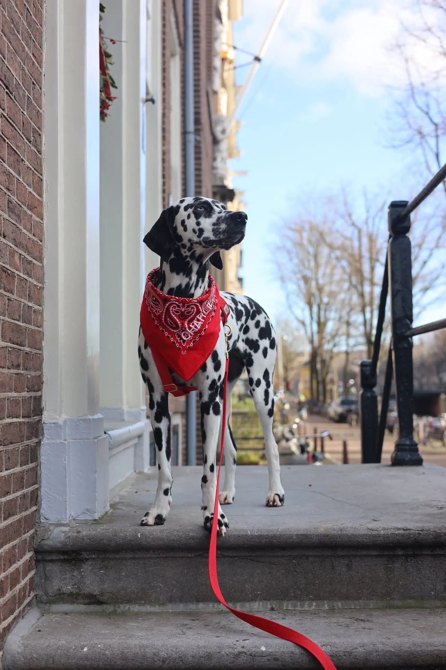 La raza de perro ideal para tu estilo de vida – Charlie & Jones