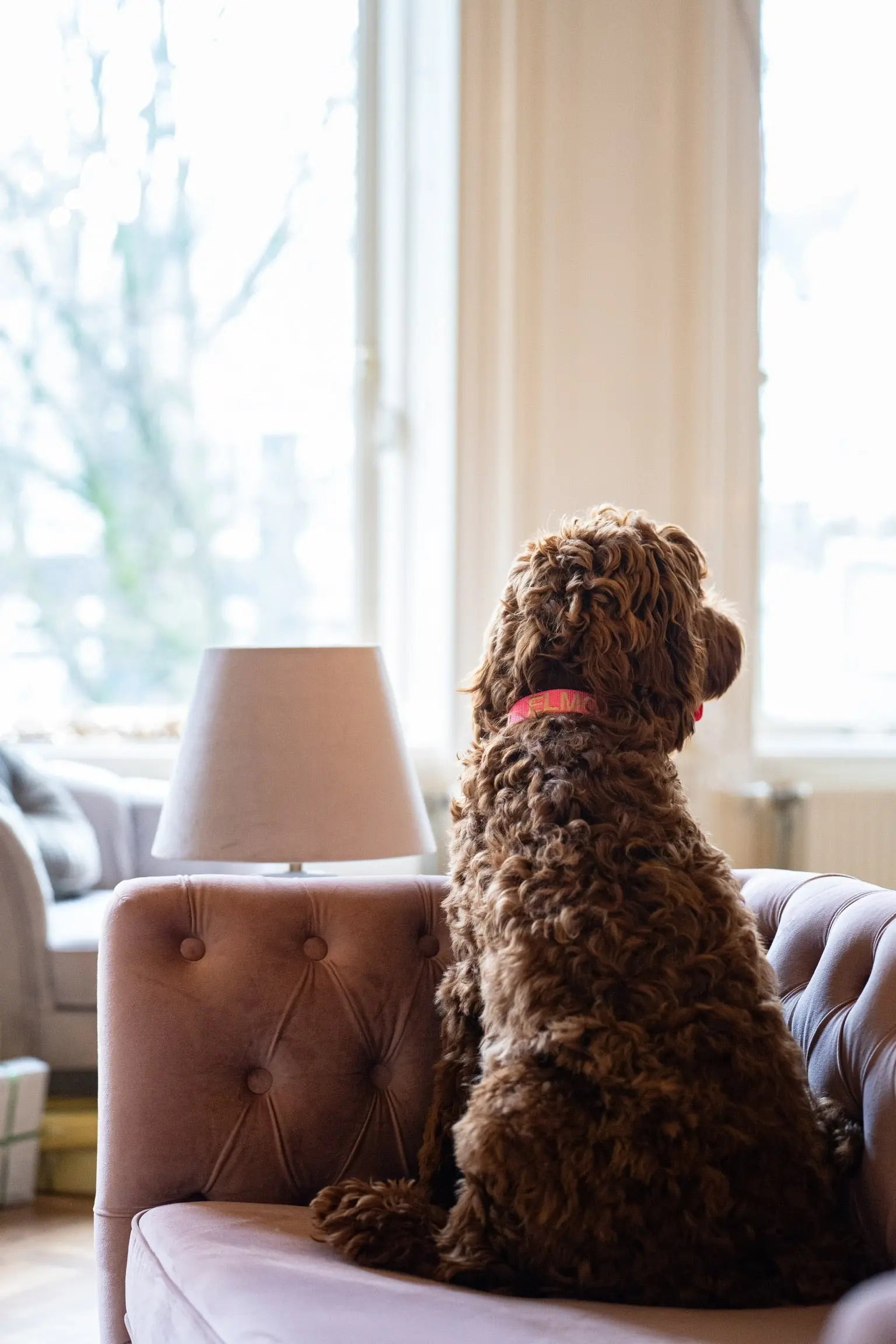 Everything You Need to Know About the Labradoodle! – Charlie & Jones