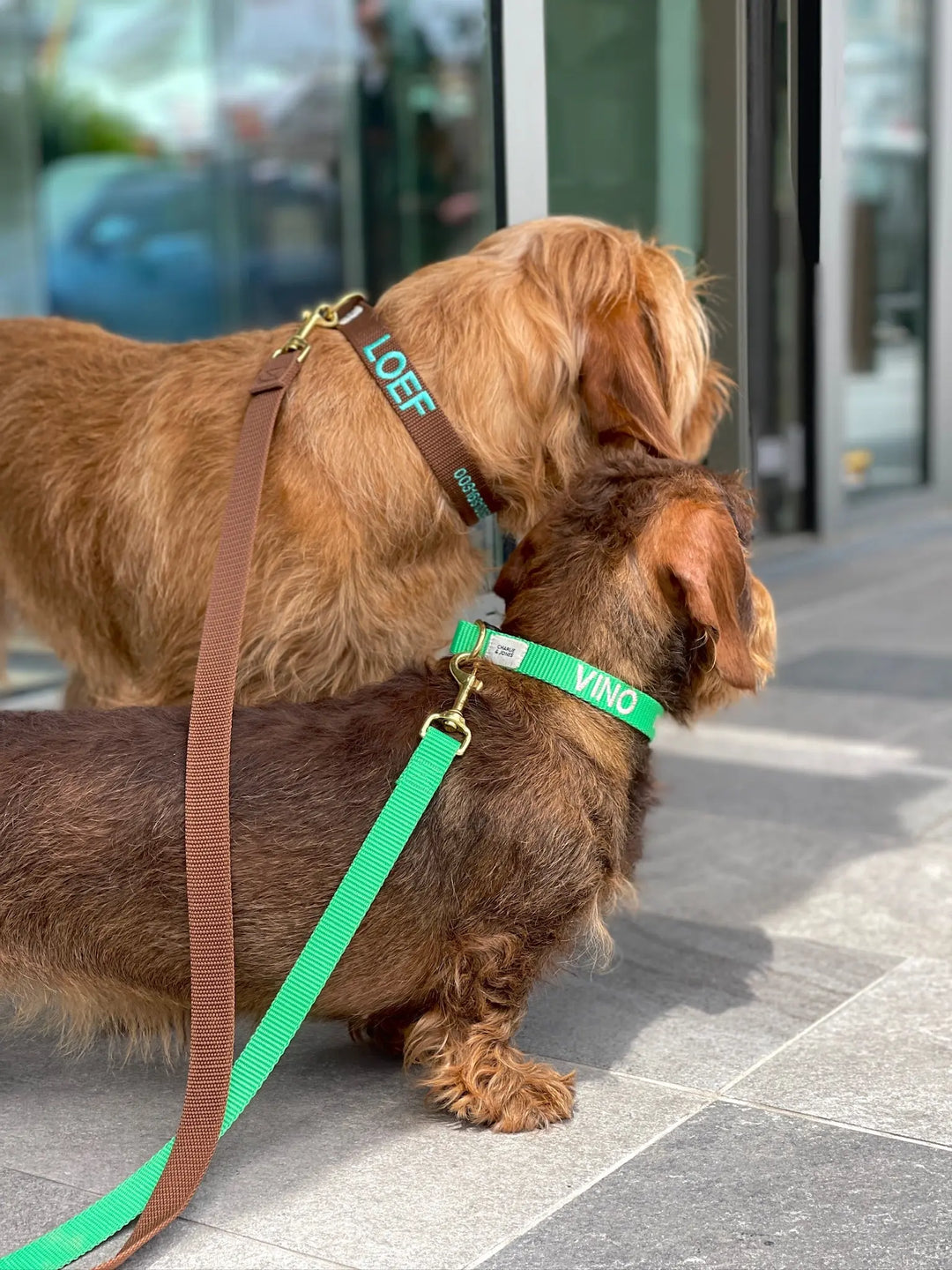 Tutto ciò che devi sapere sul Bassotto! – Charlie & Jones