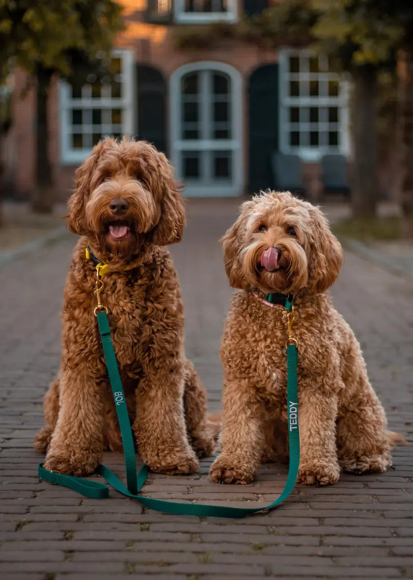 Leukste wandelroutes met je hond – Charlie & Jones